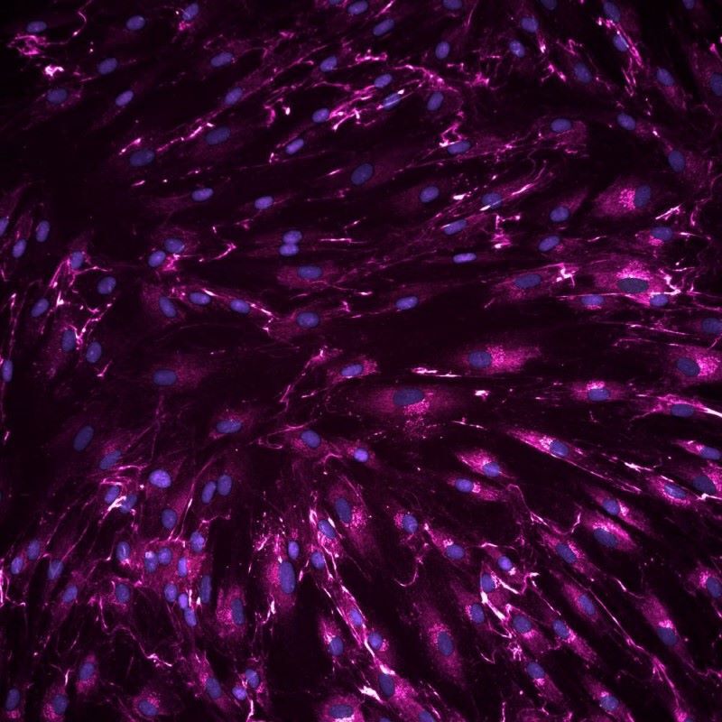 Blue Peptides Uplift Rich Cream | Train your skin to bounce back ...